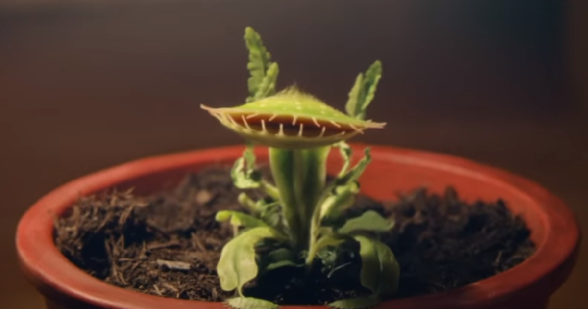 Creative Director's Cut: 'Snapper: The Perfect Tree' by John Lewis ...